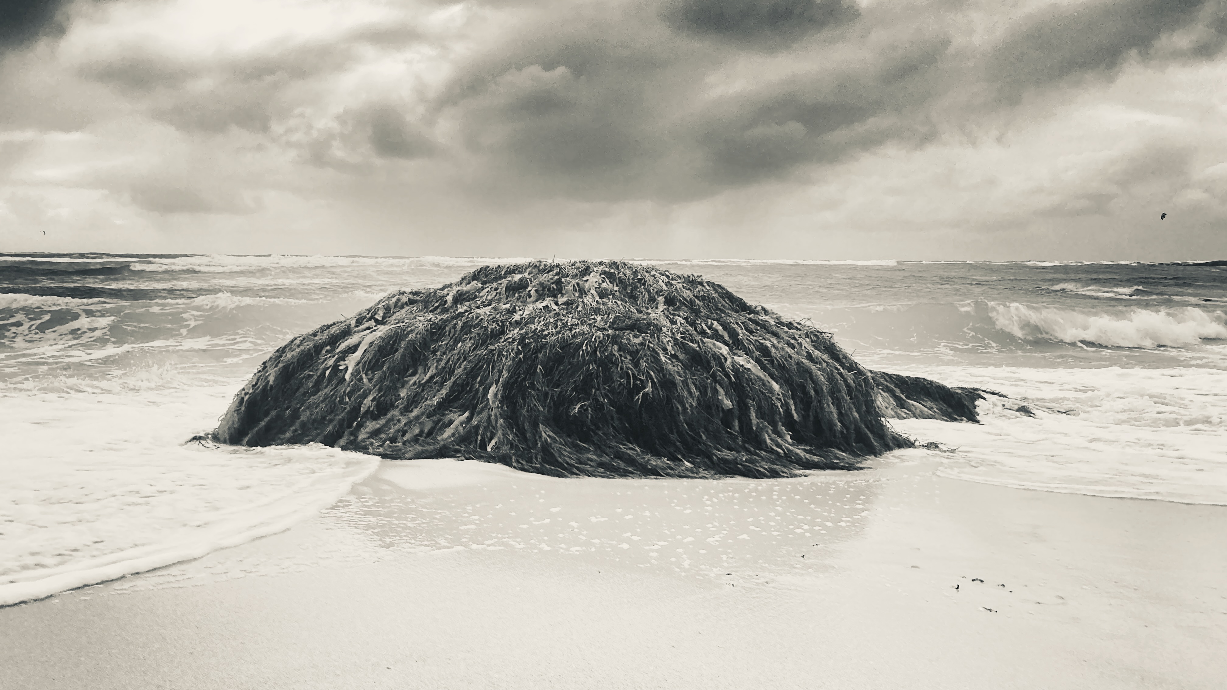 Wrack on my Walk, May/June 2024 – Jenny Potts-Barr